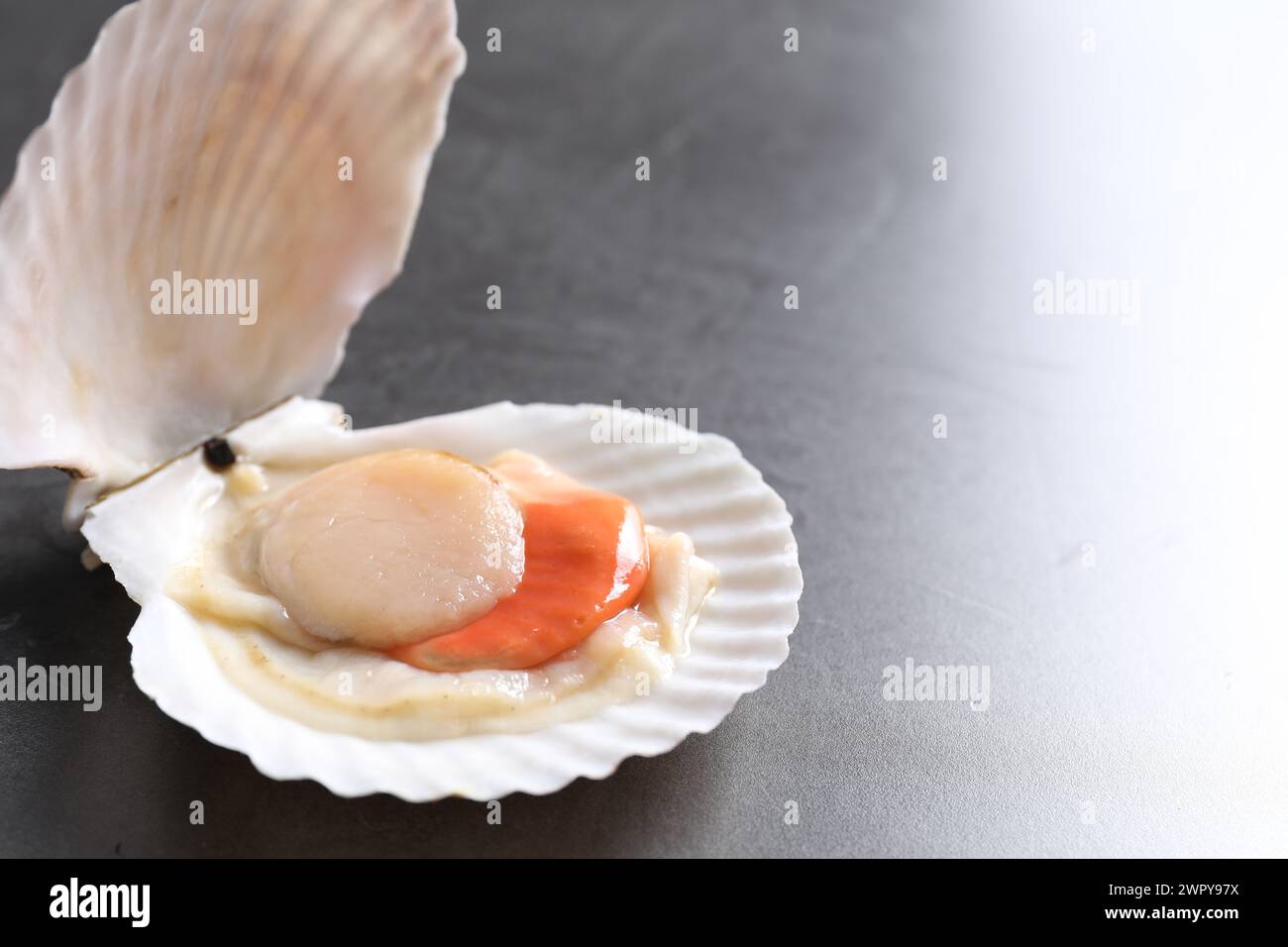 Fresh raw scallop with shell on grey table, closeup. Space for text ...