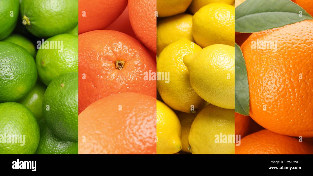 Citrus fruits. Fresh limes, grapefruits, lemons and oranges, collage ...