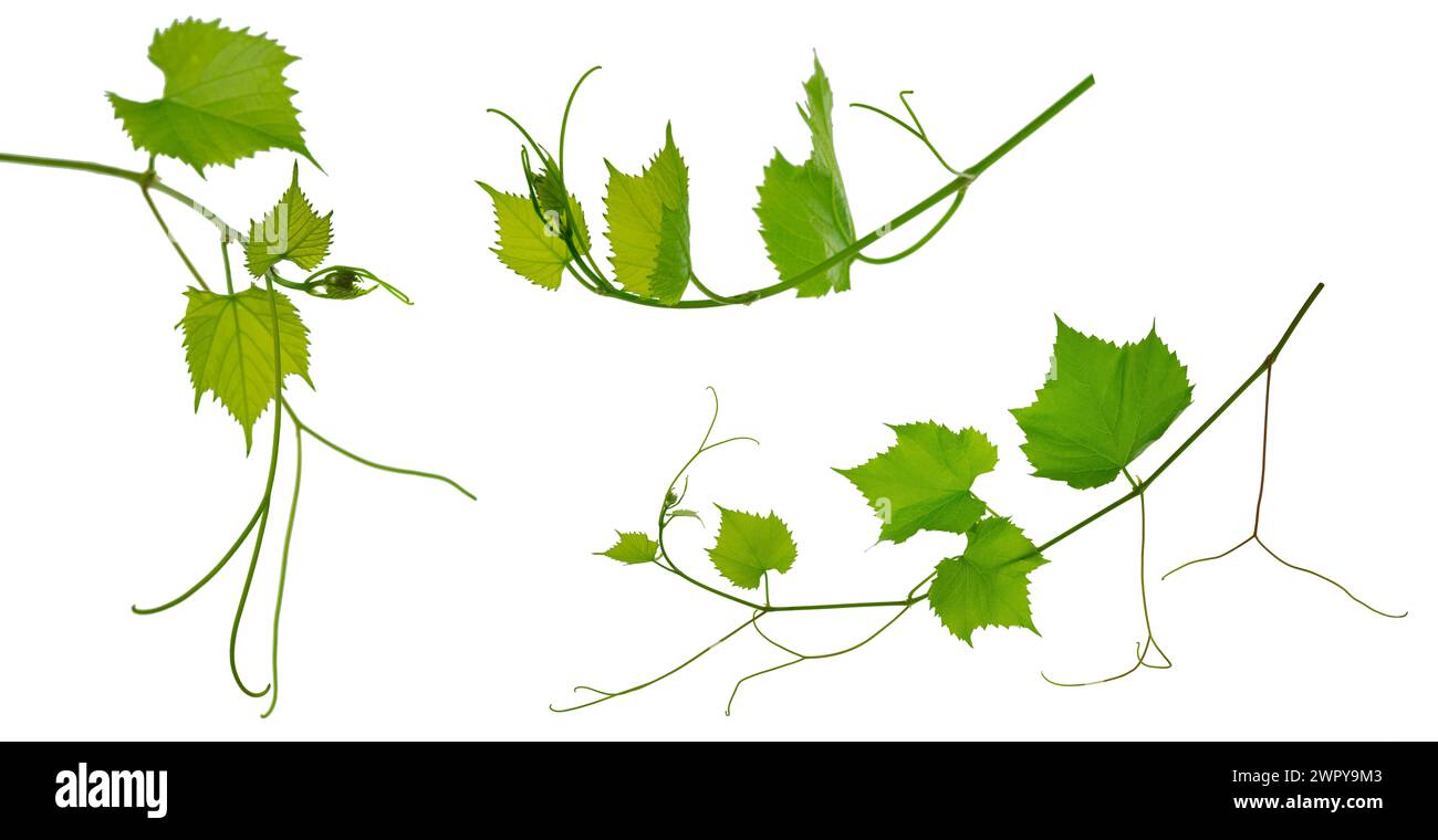Set of grapevines with green leaves on white background. Vine sprig ...