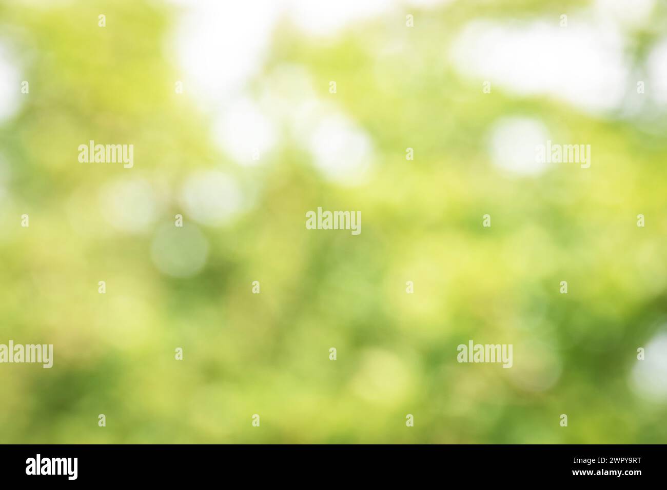 Blurred natural green background. Summer garden. Walk through the ...