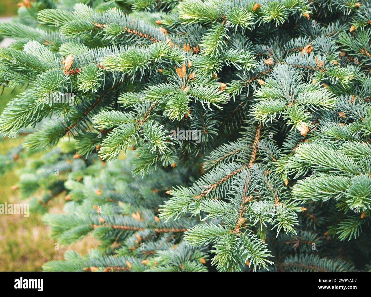 Summer forest landscape in sunny weather - forest trees , soft sunlight ...