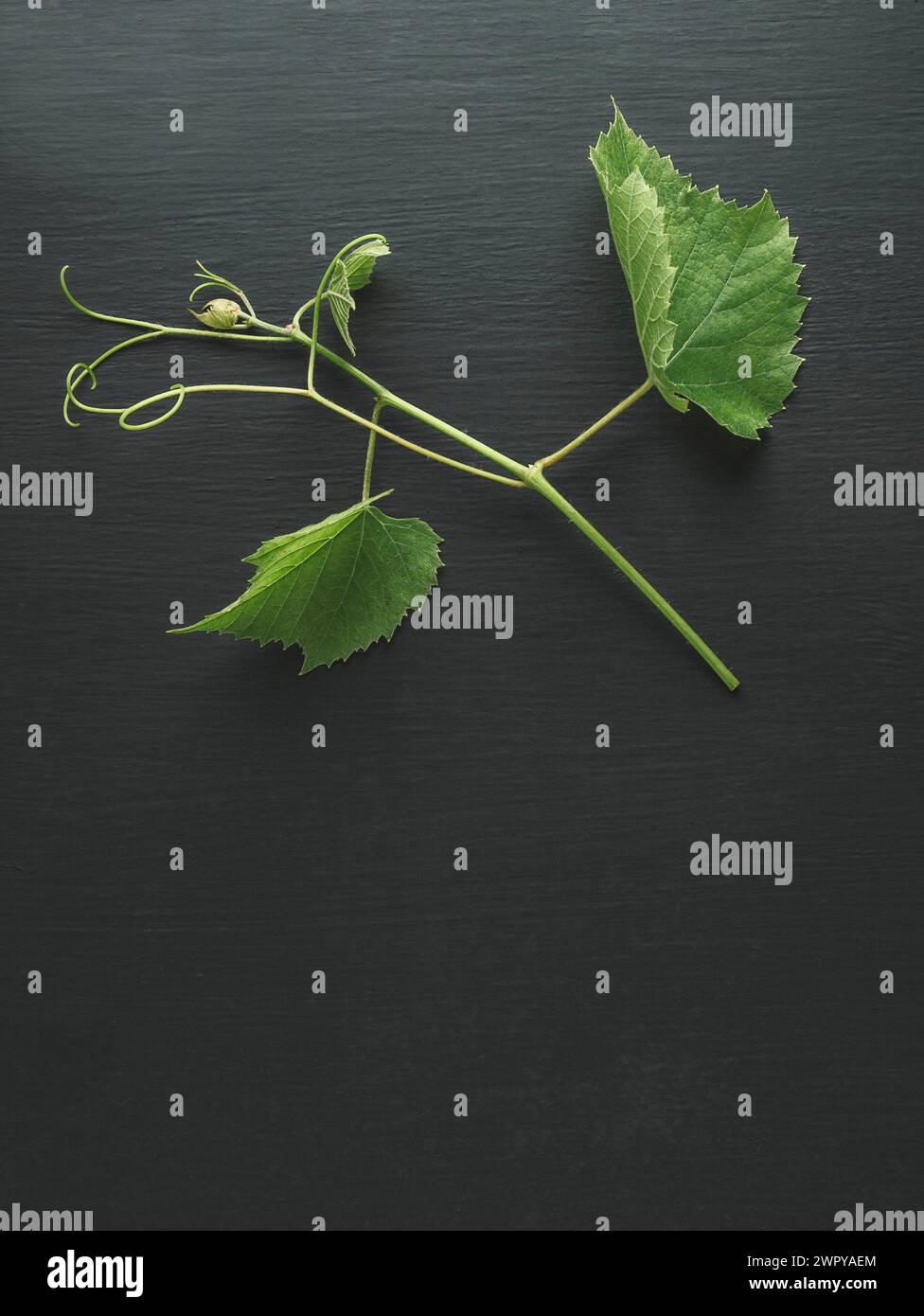 The concept of viticulture and winemaking. Young grape leaves and ...