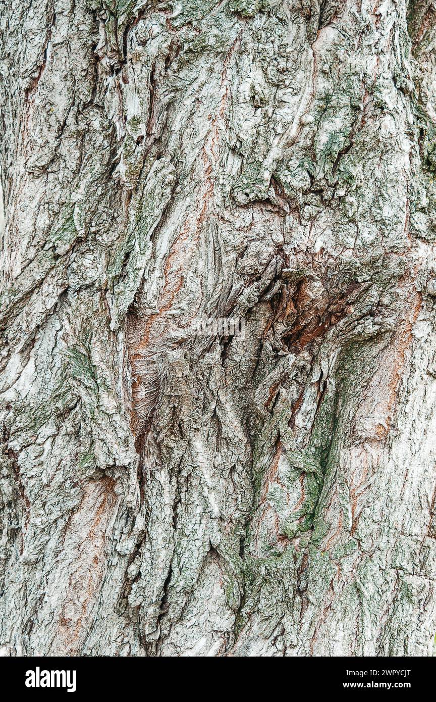 Poplar bark. Carved texture of tree bark. The bark of a tree with ...