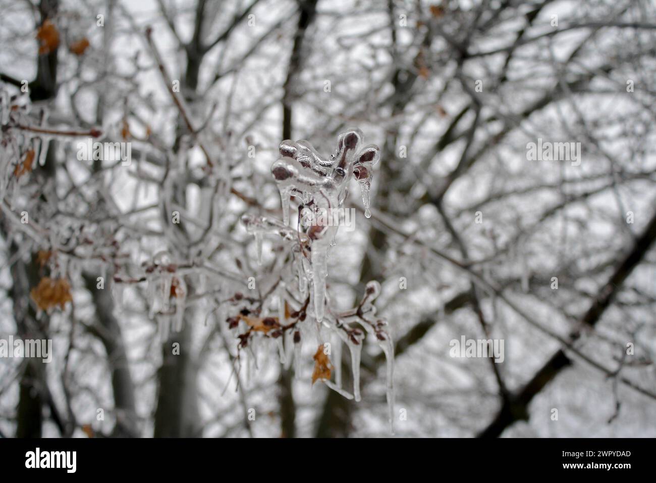 Tree branches after a winter freezing rain storm Stock Photo - Alamy