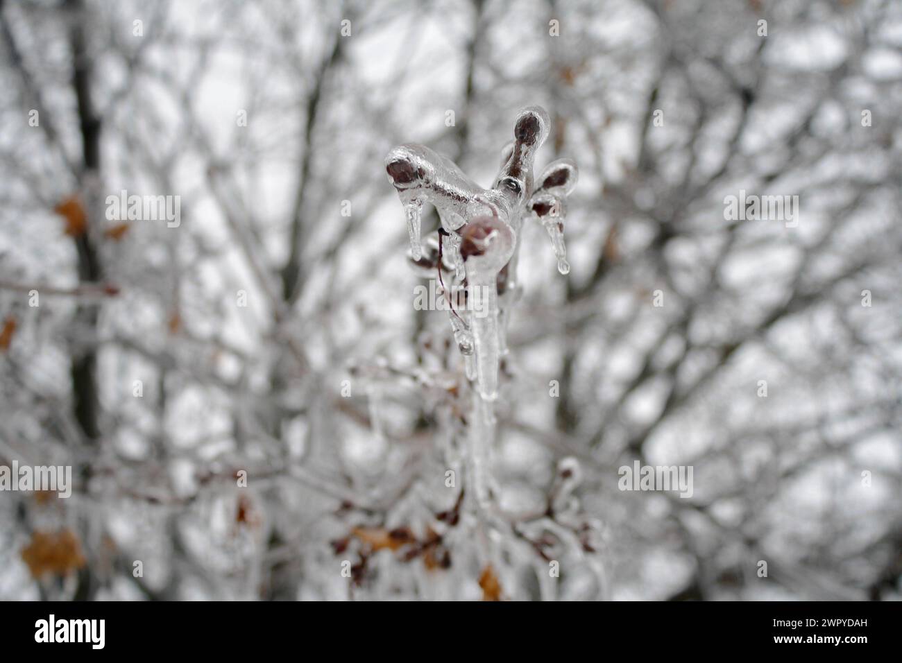 Tree branches after a winter freezing rain storm Stock Photo - Alamy