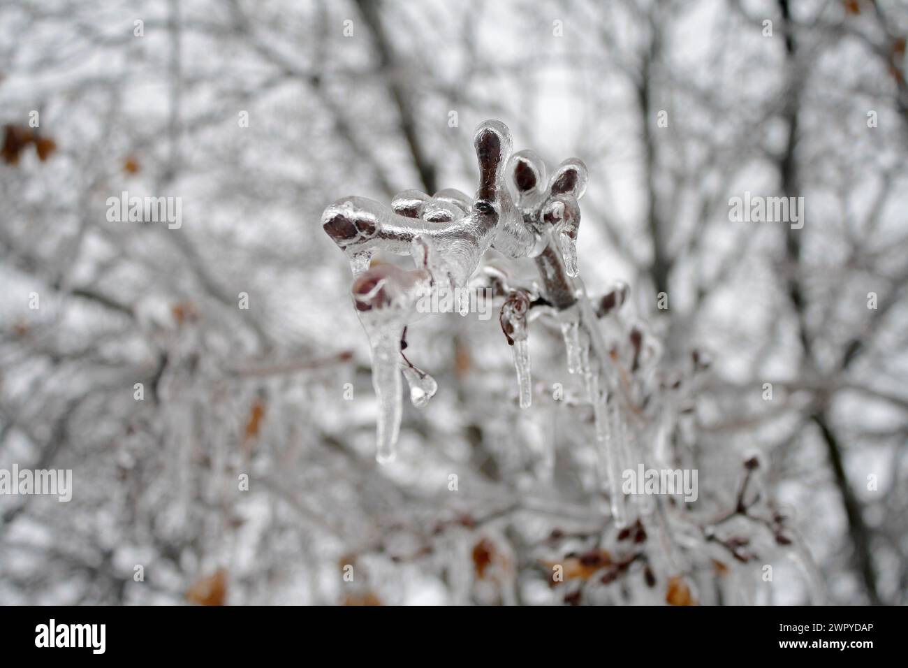 Tree branches after a winter freezing rain storm Stock Photo - Alamy