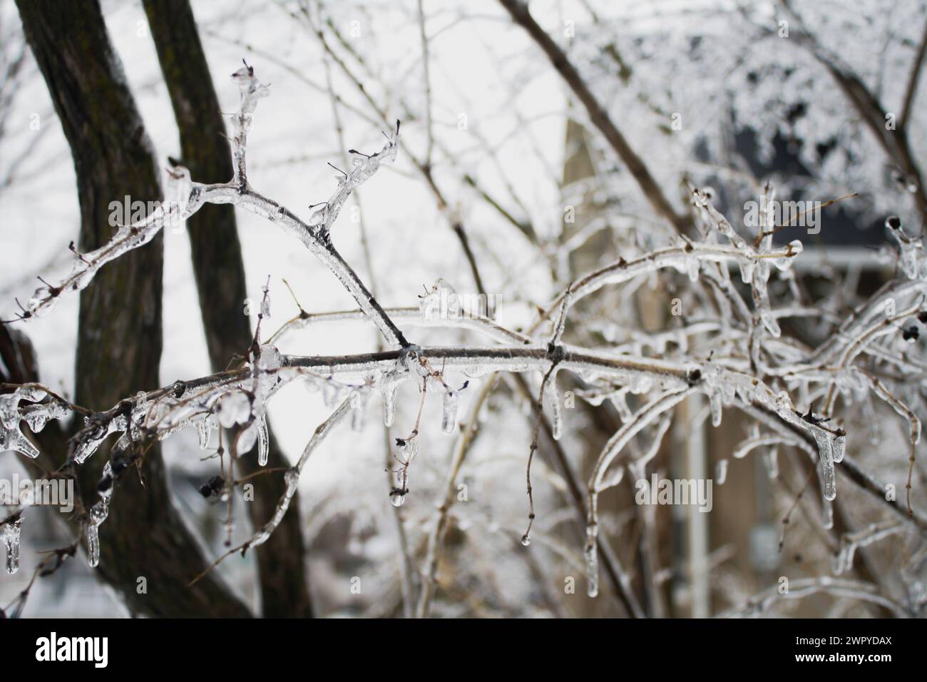Tree branches after a winter freezing rain storm Stock Photo - Alamy