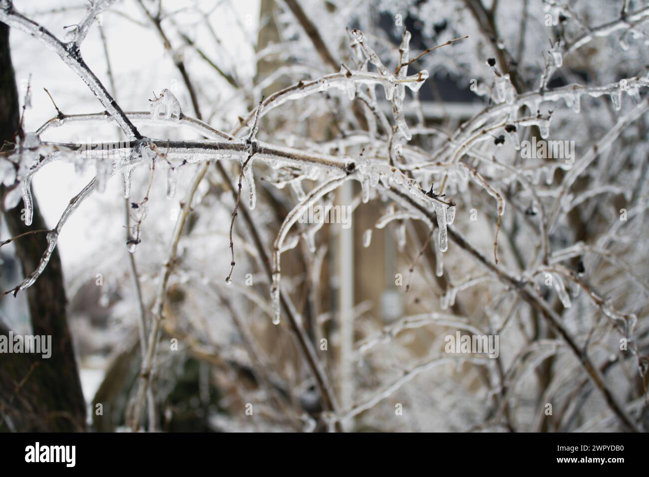 Tree branches after a winter freezing rain storm Stock Photo - Alamy