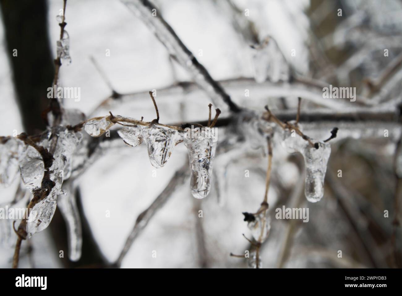 Tree branches after a winter freezing rain storm Stock Photo - Alamy