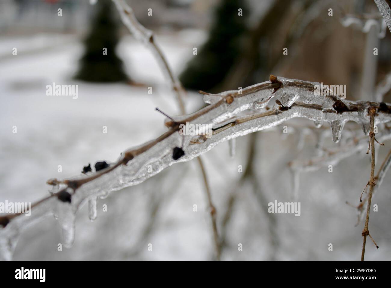 Tree branches after a winter freezing rain storm Stock Photo - Alamy