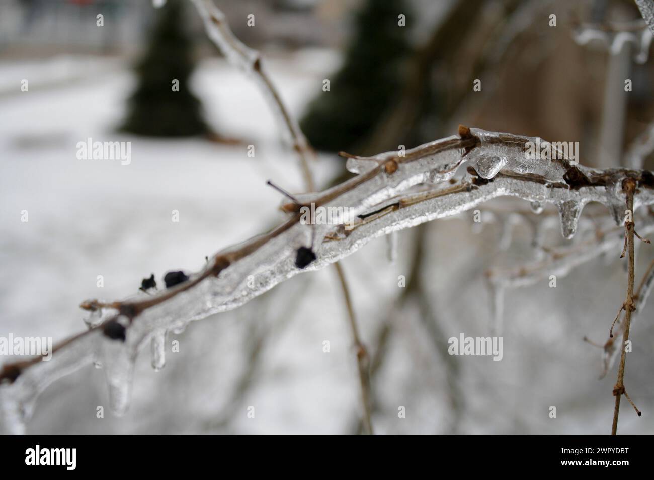 Tree branches after a winter freezing rain storm Stock Photo - Alamy