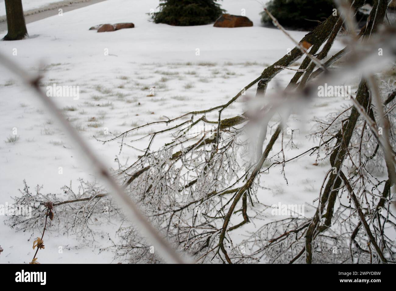 Tree branches after a winter freezing rain storm Stock Photo - Alamy