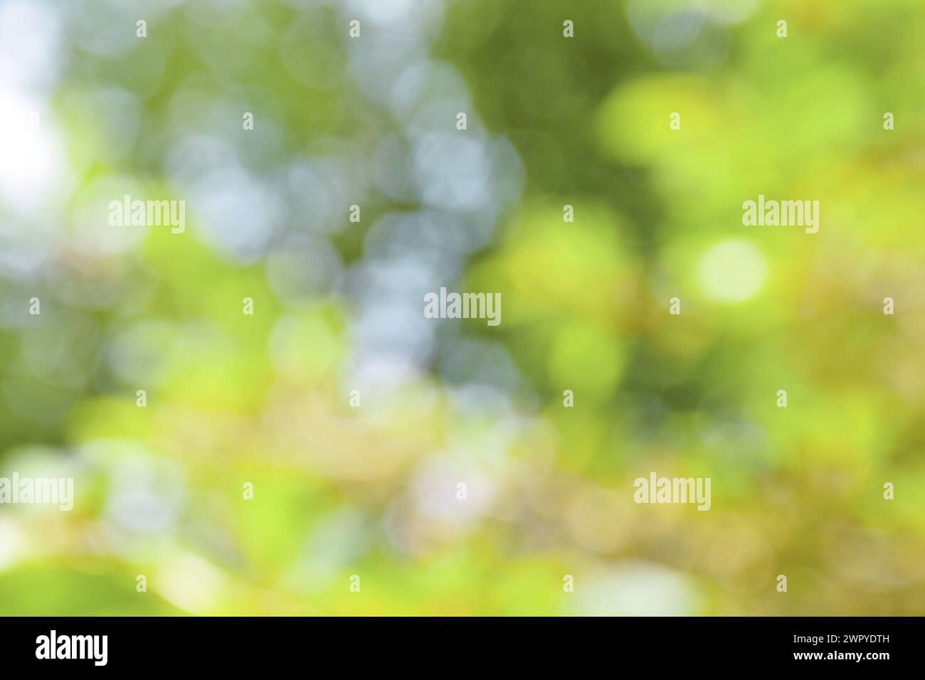 Blurred natural green background. Summer garden. Walk through the ...