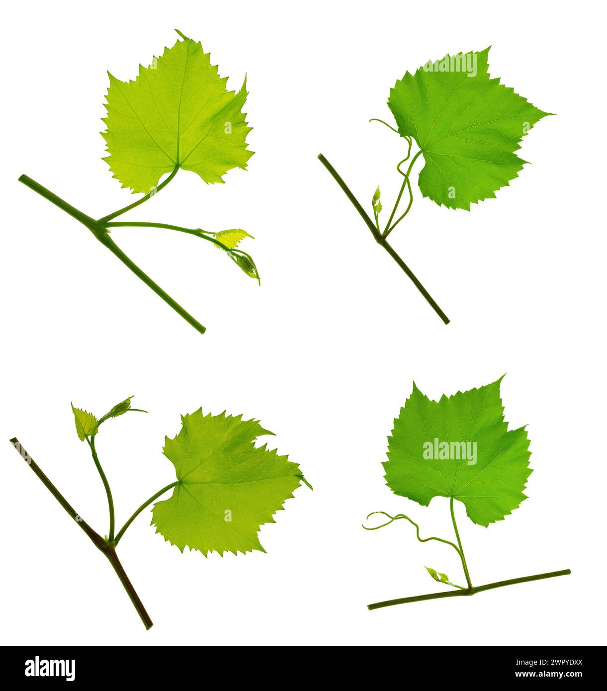 Set of vines with green leaves on a white background. A small fresh ...