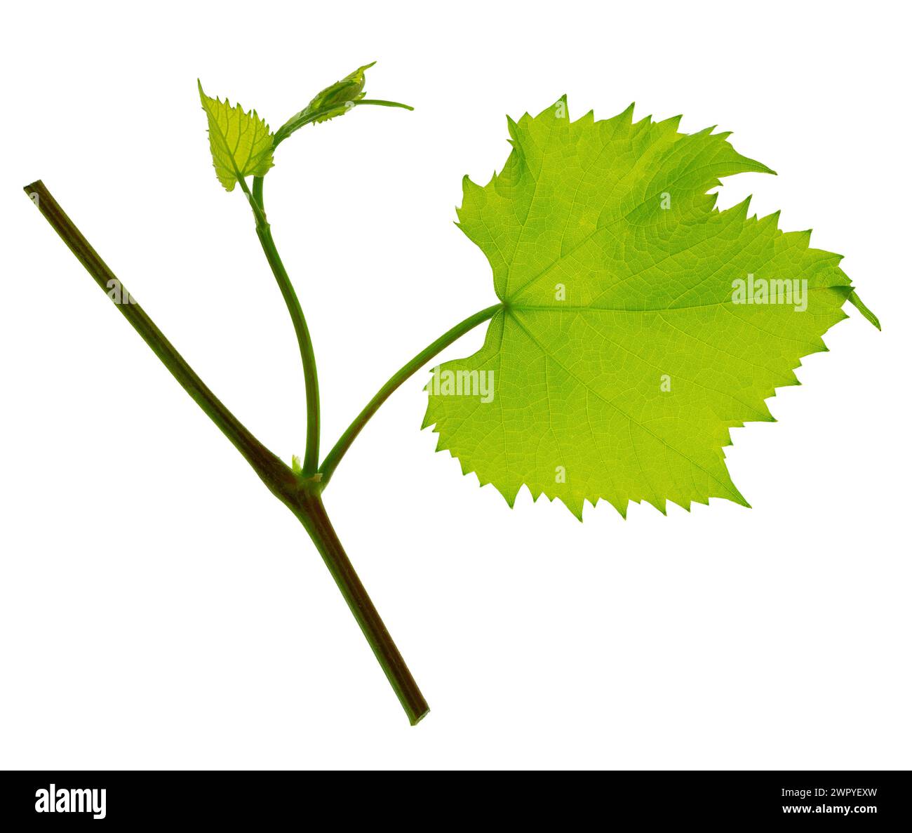 Green agriculture farming vineyard Cut Out Stock Images & Pictures - Alamy