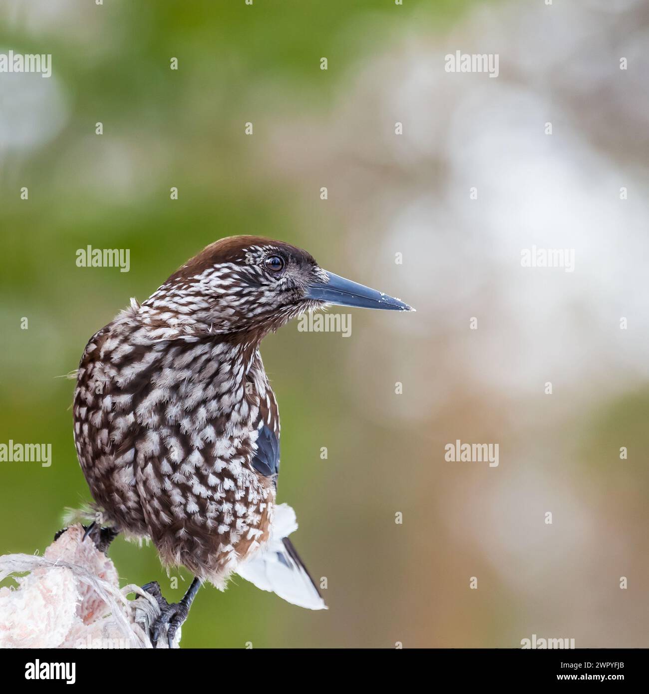 Fauna plumage hi-res stock photography and images - Alamy