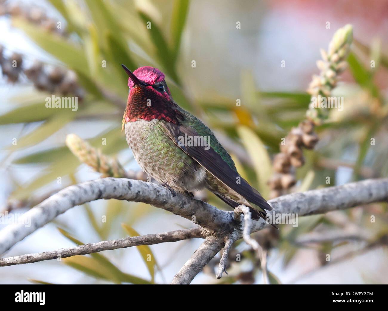 Los Angeles, United States. 09th Mar, 2024. A Hummingbird rests on a ...