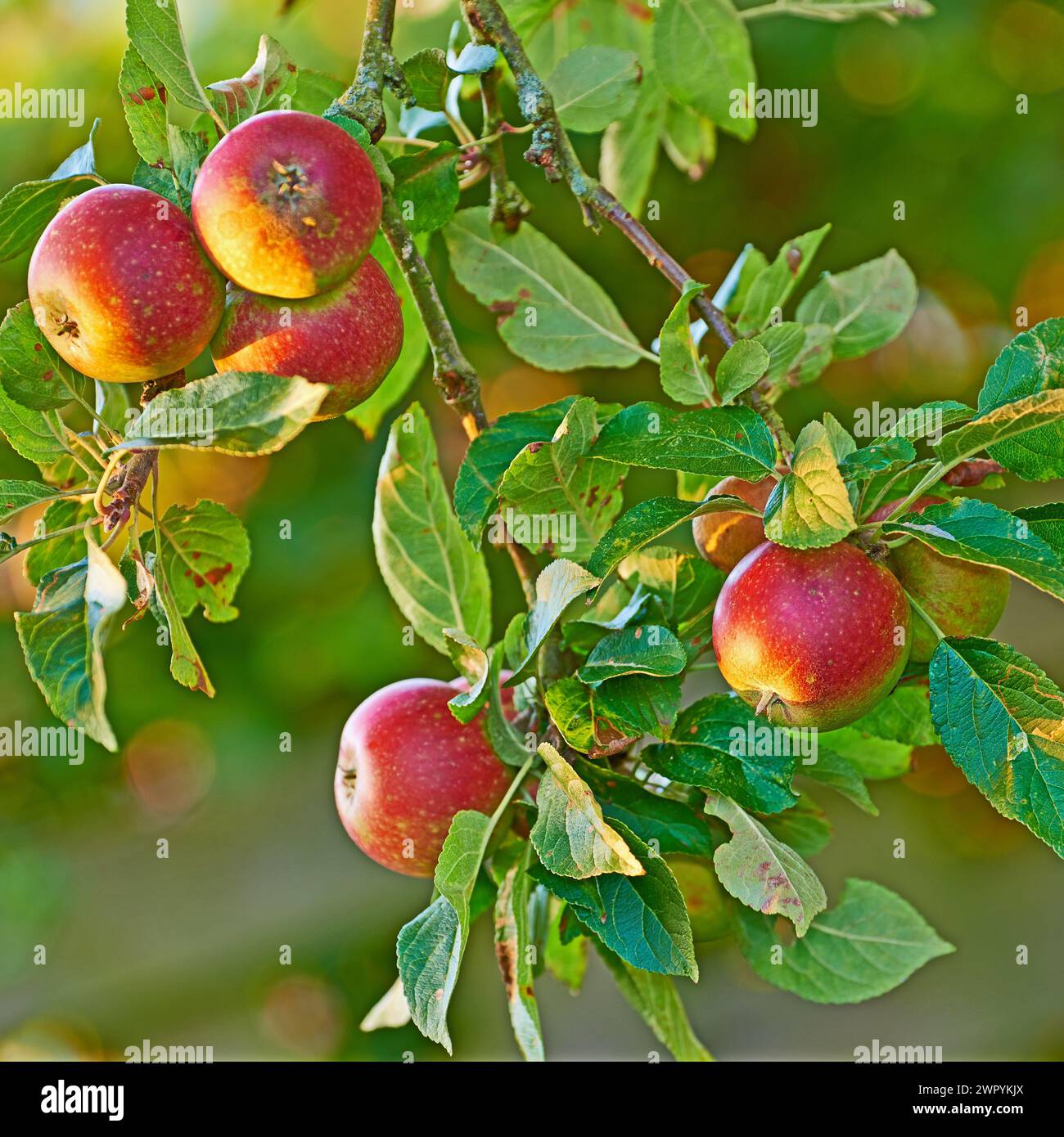 Season, leaves and fresh apples in nature, hanging and branch in tree ...