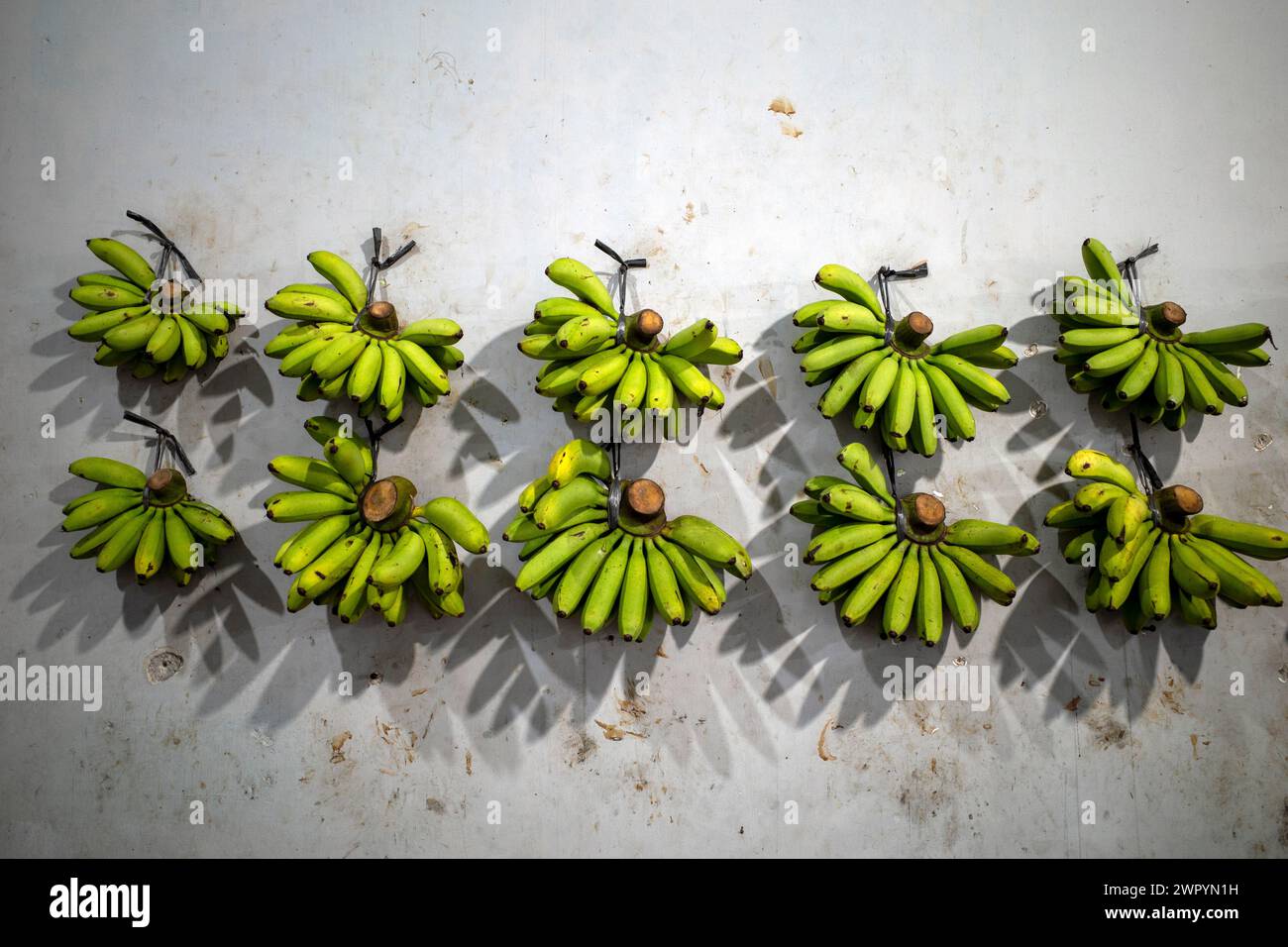 Fresh bananas display hanging on the wall in traditional market in ...