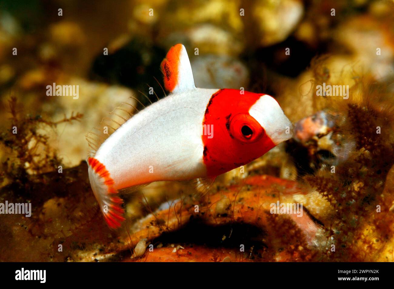 Occelatus hi-res stock photography and images - Alamy