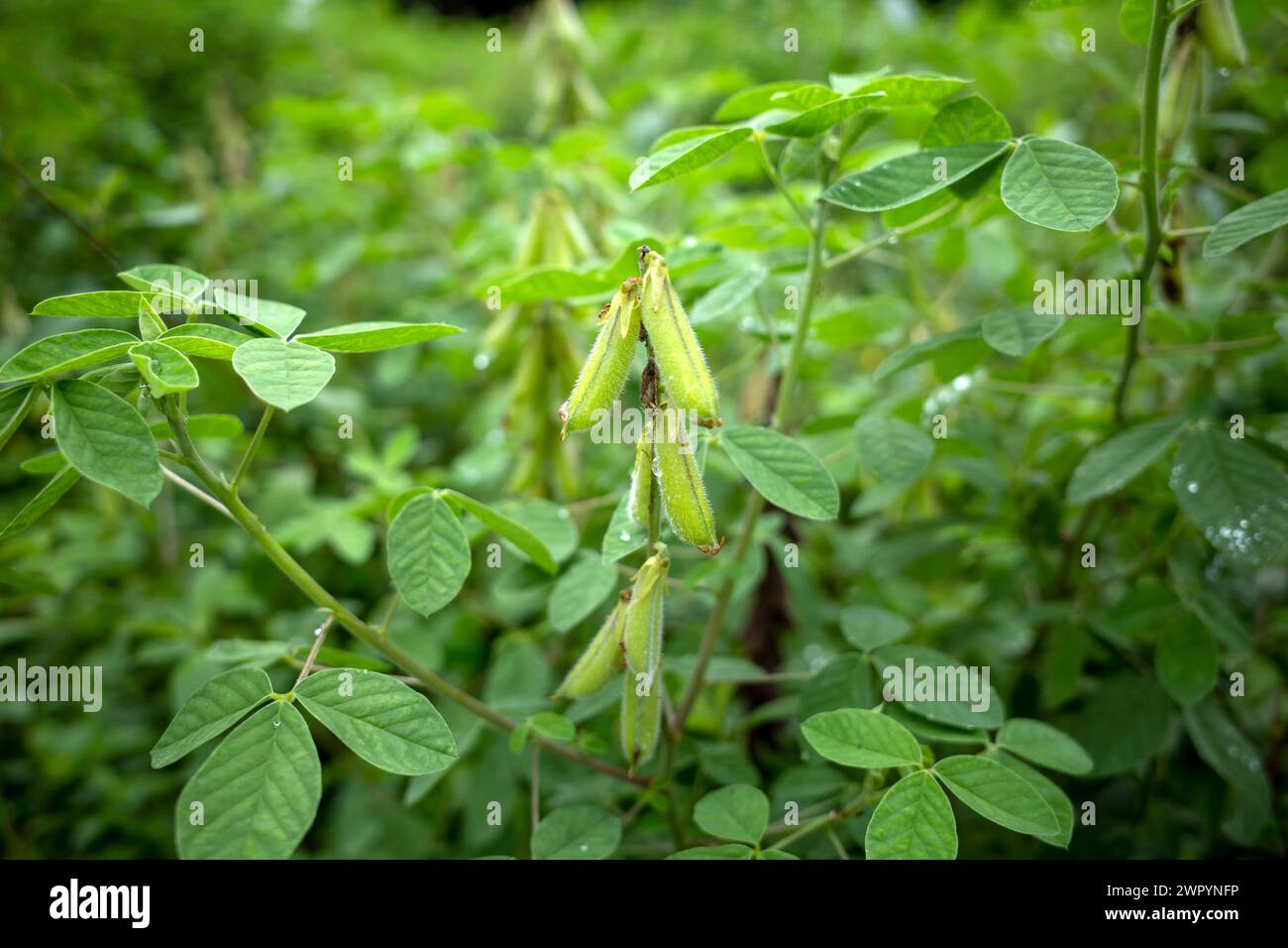 Orok-orok or Crotalaria longirostrata, the chipilin (Crotalaria pallida ...