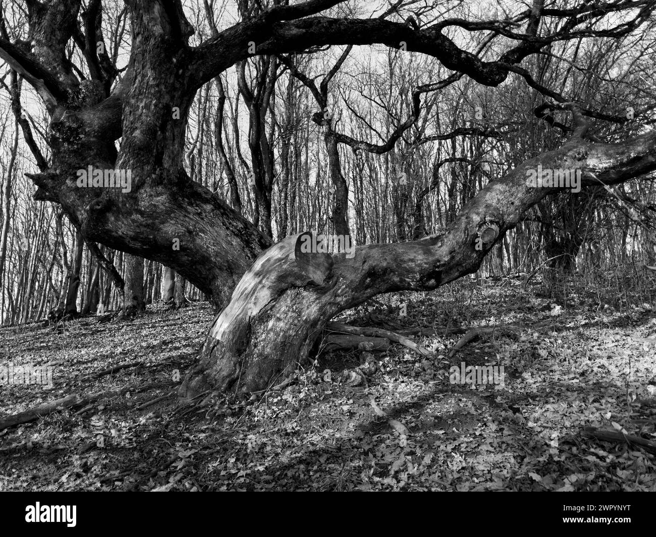 Old gnarled tree on Black and White Stock Photos & Images - Alamy