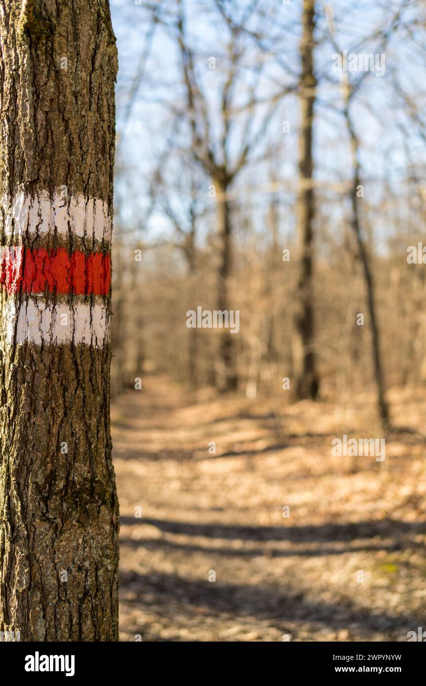 A color-marked hiking trail in an autumnal forest Stock Photo - Alamy