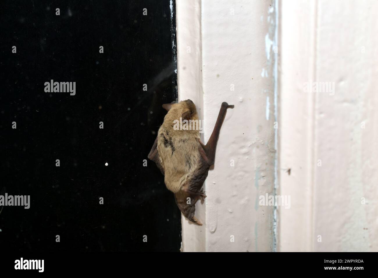 A gray bat flew into the room. I was scared. She pressed herself ...