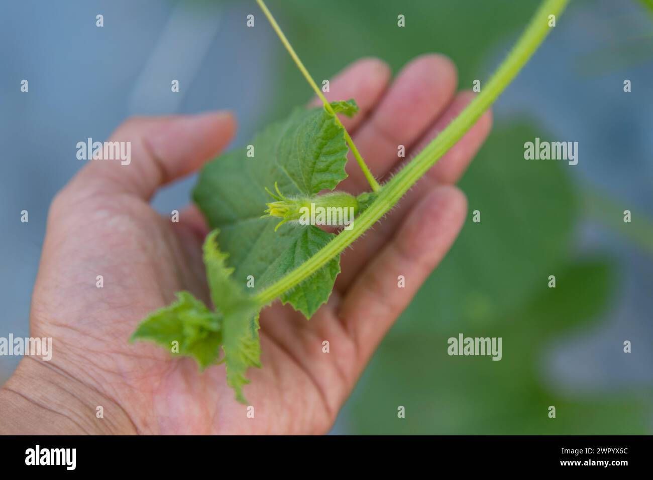 Female watermelon flower hi-res stock photography and images - Alamy