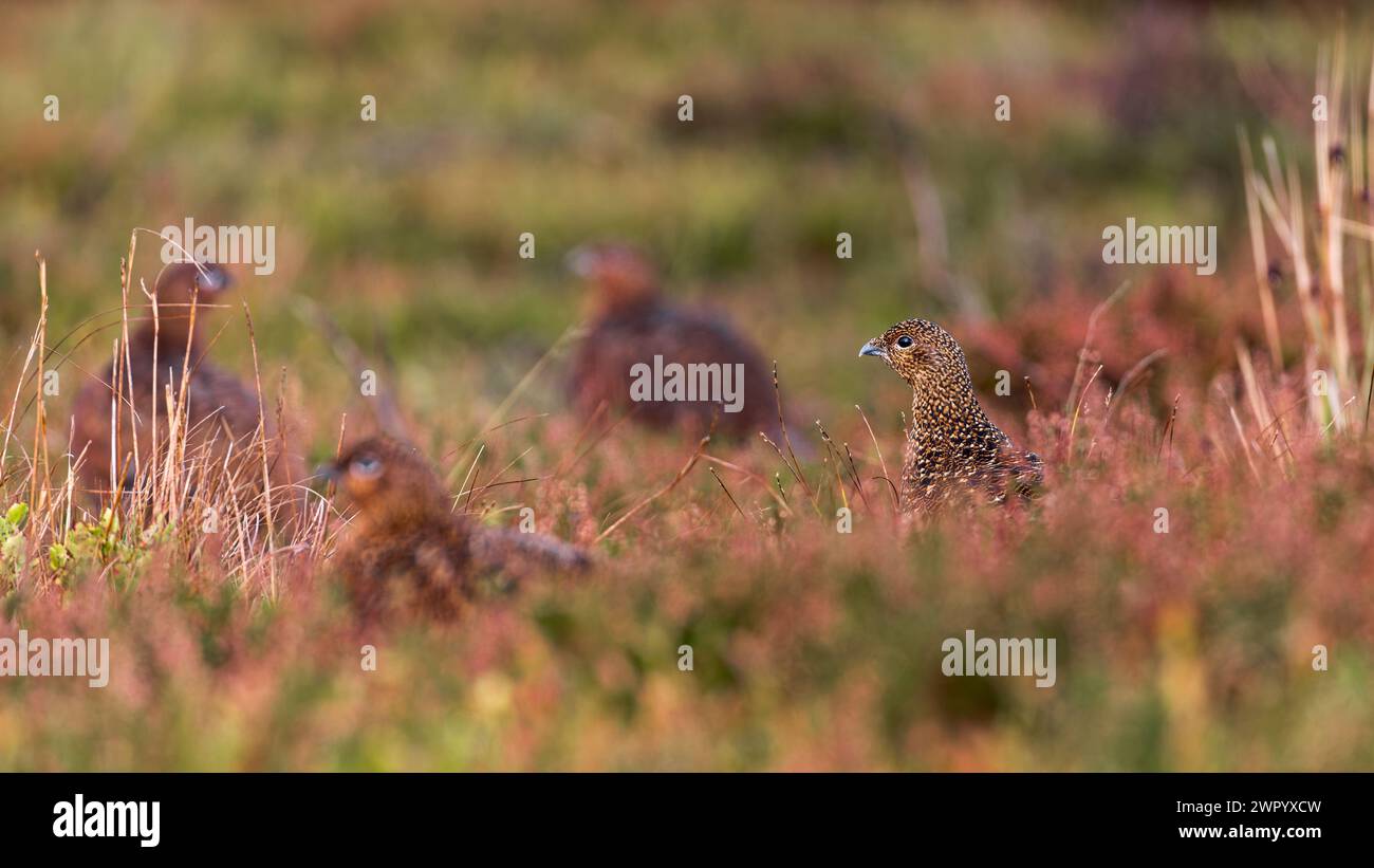 Red Grouse [ Lagopus lagopus scotica ] group of birds in early morning ...