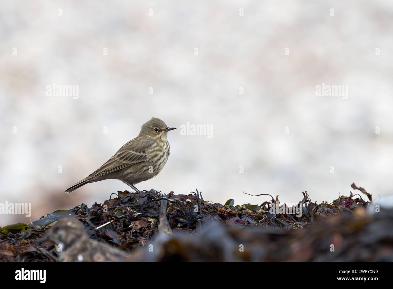 Rock pipit uk hi-res stock photography and images - Alamy