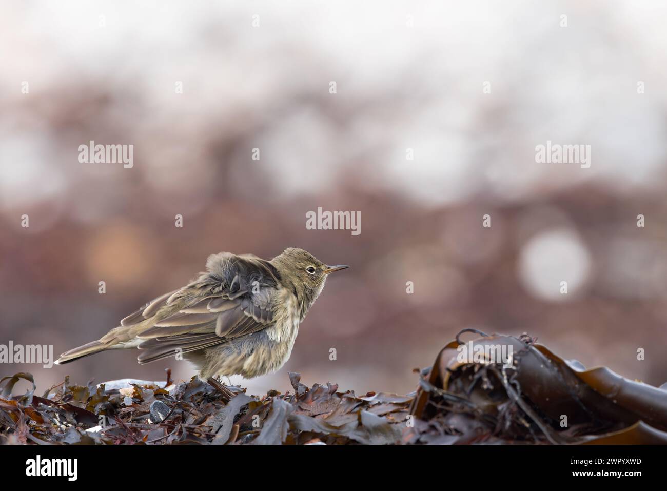 European Rock Pipit [ Anthus petrosus ] shakes its feathers amongst ...