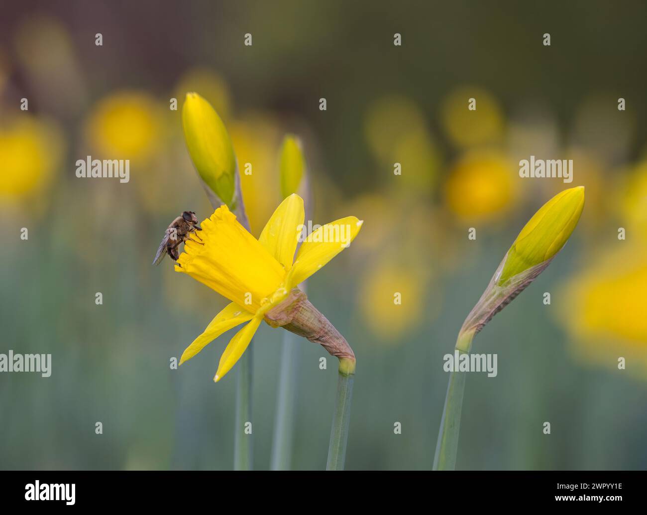 Horse Fly on a Daffodil flower with out of focus flowers around it ...