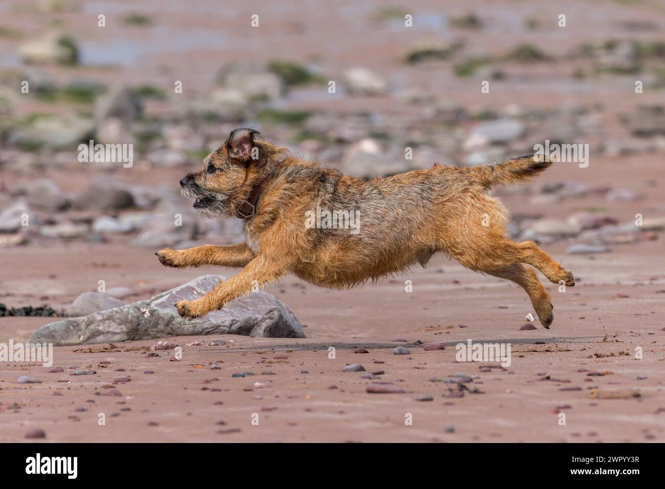 Sandy terrier hi-res stock photography and images - Alamy