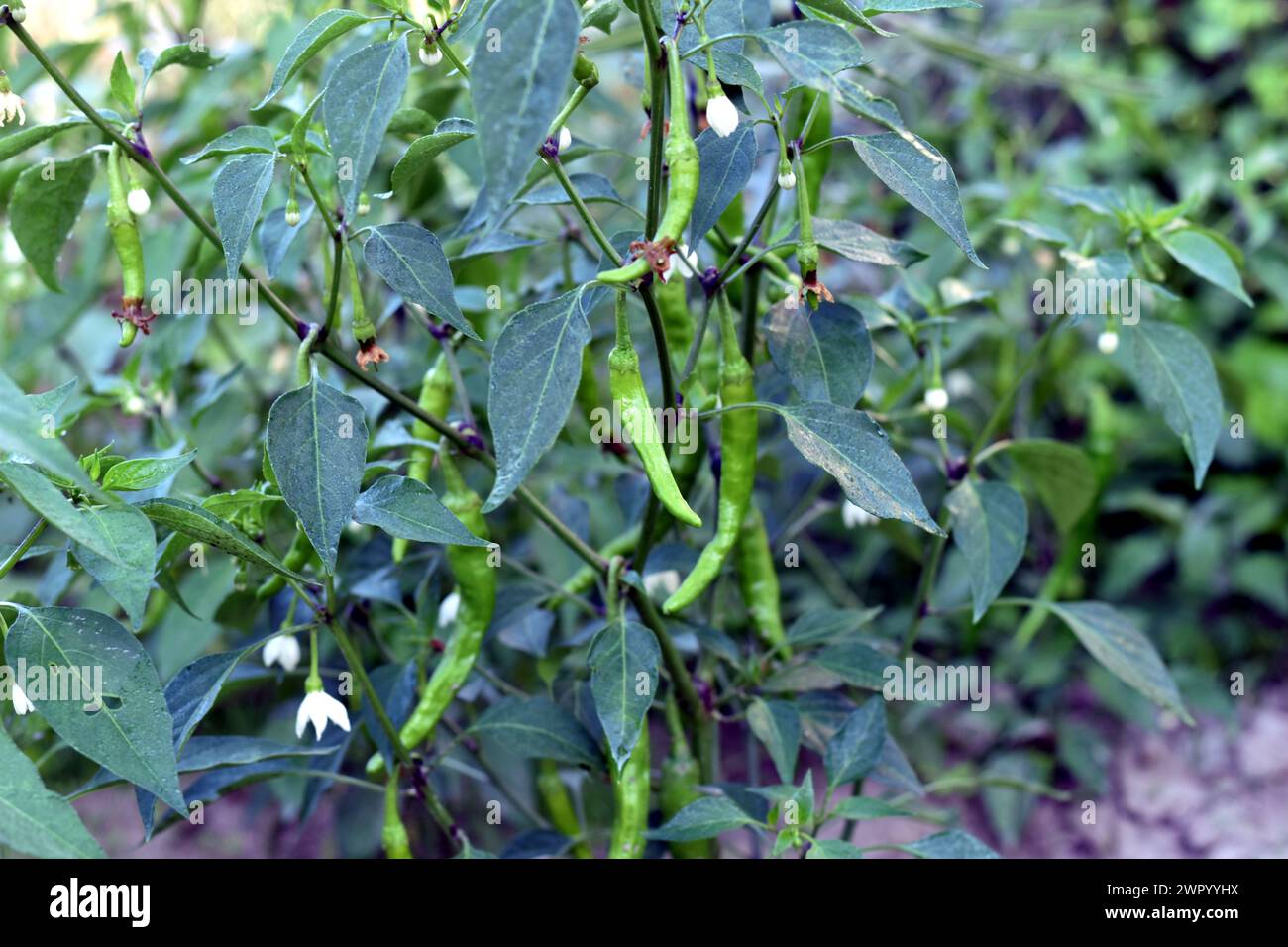 The photo shows a close-up of a hot chili pepper bush with unripe green ...