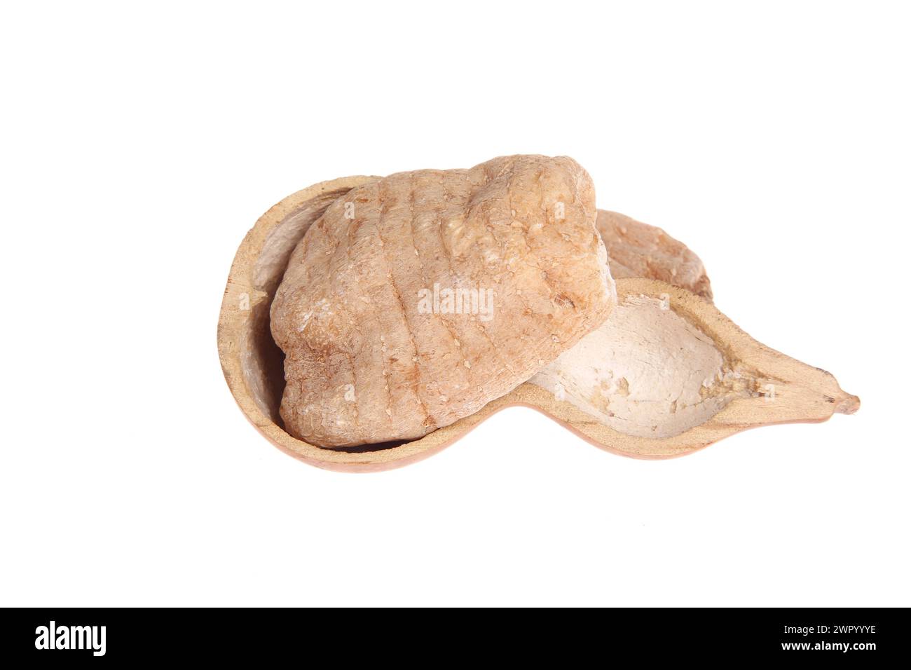 Tianma is isolated on a white background, with Chinese herbal medicine ...