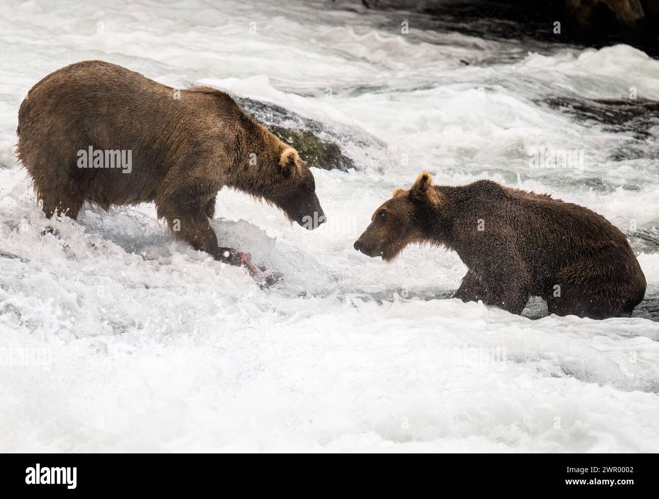 Brown bear with a salmon in his paw, fighting with another bear. Brooks ...