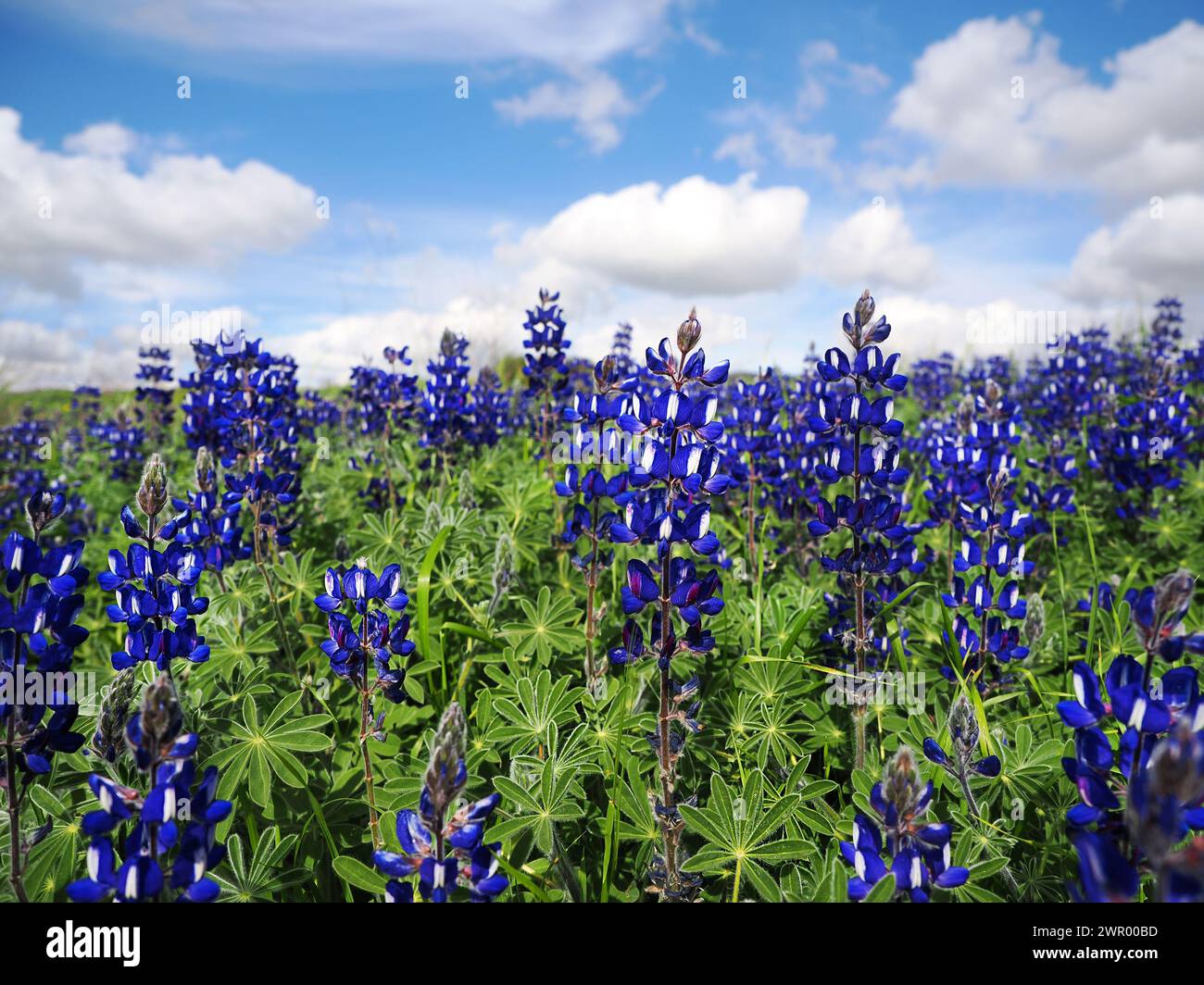 Beautiful lupins close-up. Spring flower landscape Stock Photo - Alamy