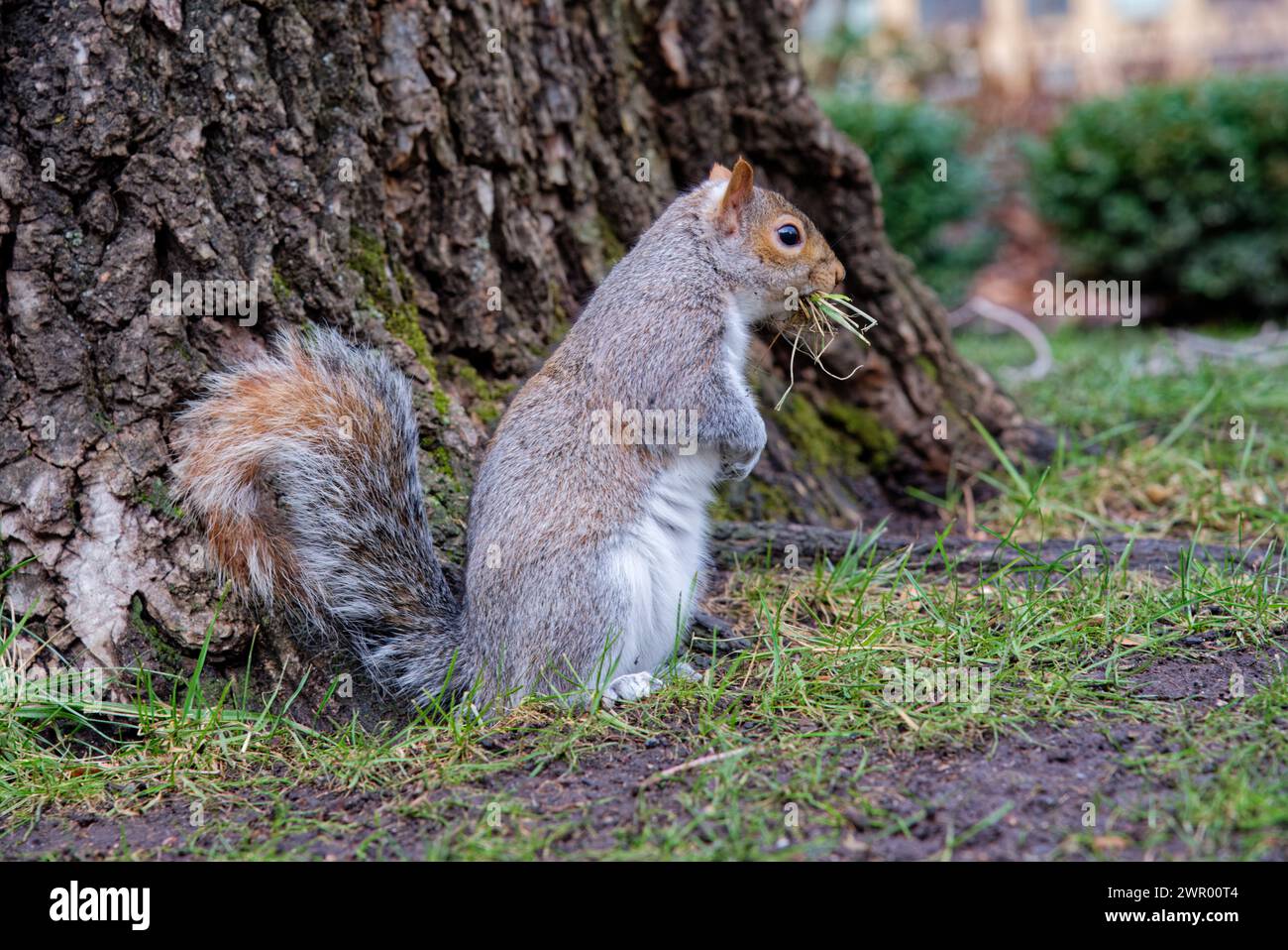 typical shots of manhattan and new york life, traffic signs, squirrels ...