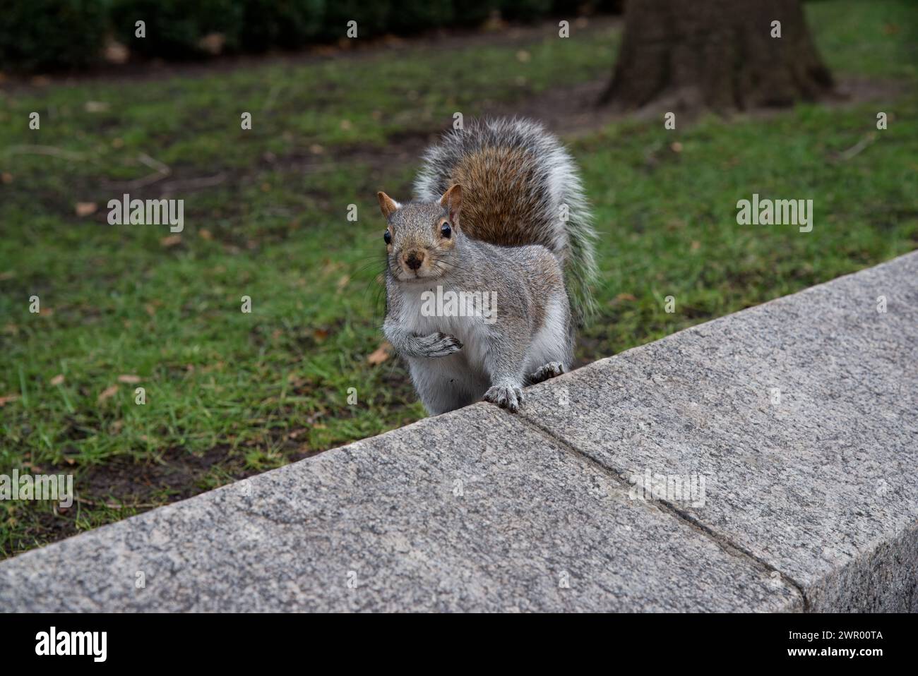 typical shots of manhattan and new york life, traffic signs, squirrels ...