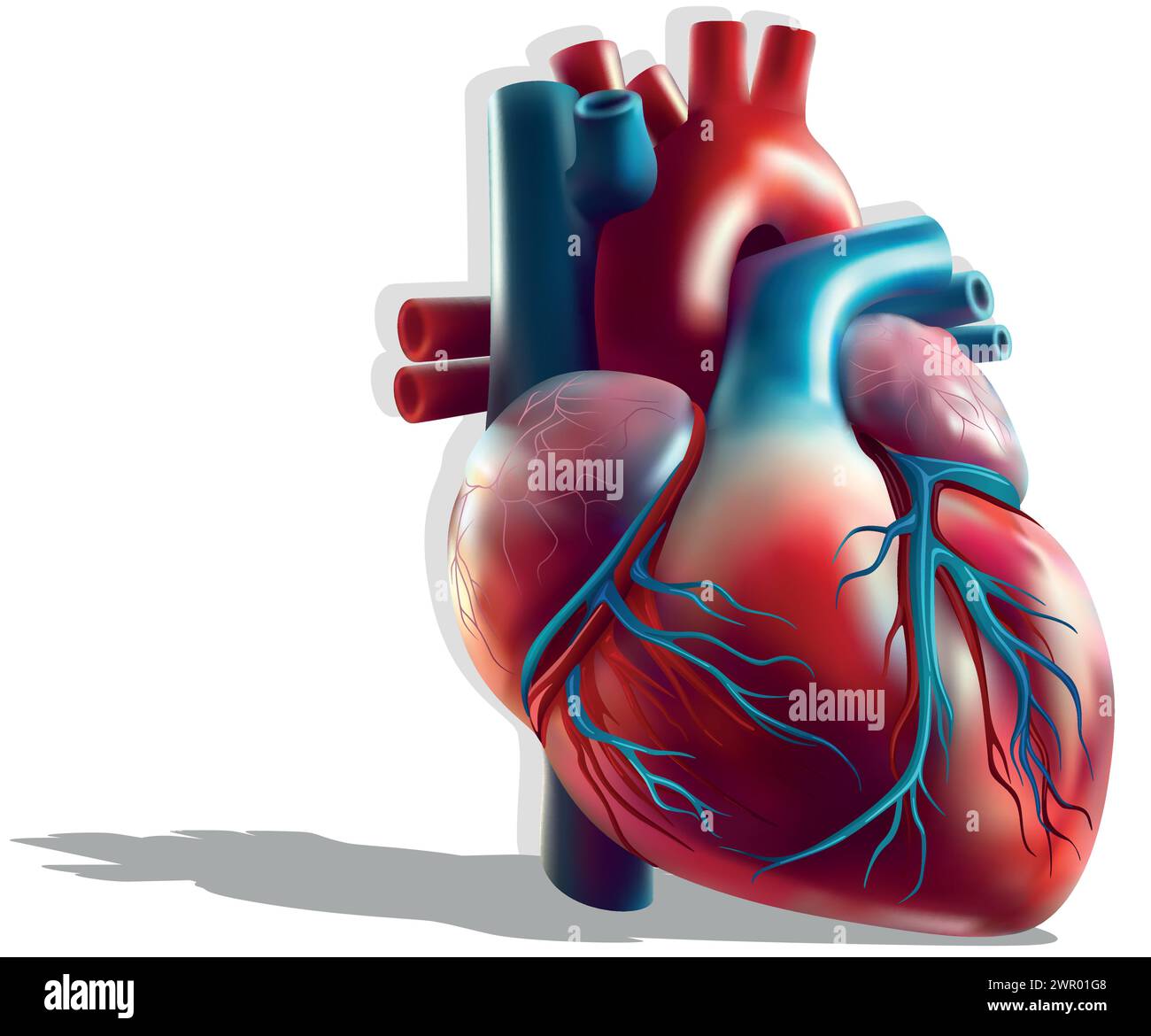 Color Illustration of the Human Heart Stock Vector Image & Art - Alamy
