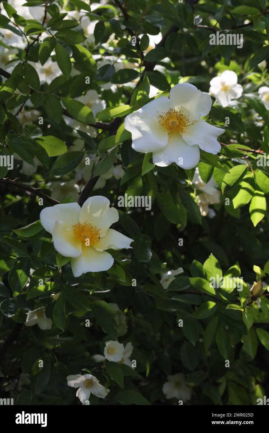 Mermaid garden hi-res stock photography and images - Alamy