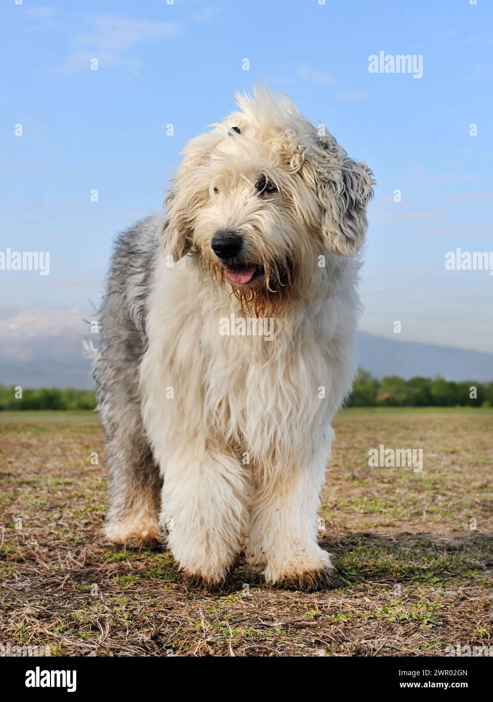Old English Sheepdog in front of nature background Stock Photo - Alamy