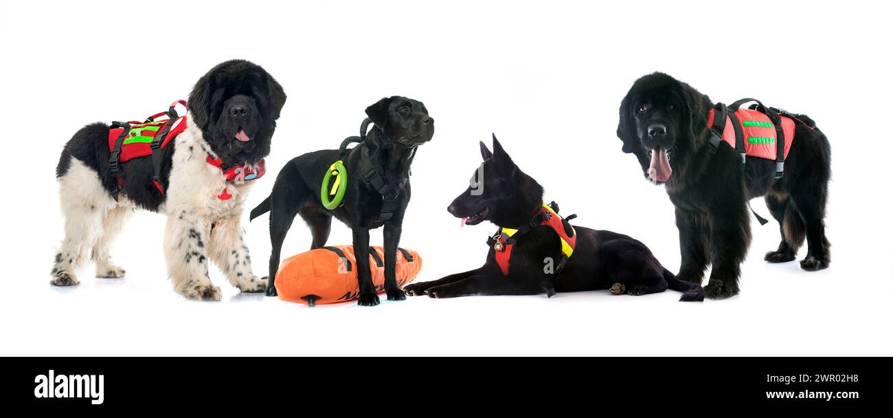 rescue brave dogs in front of white background Stock Photo - Alamy