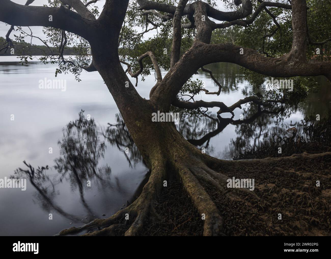 tree and reflection along wooli river lake in nsw australia Stock Photo ...