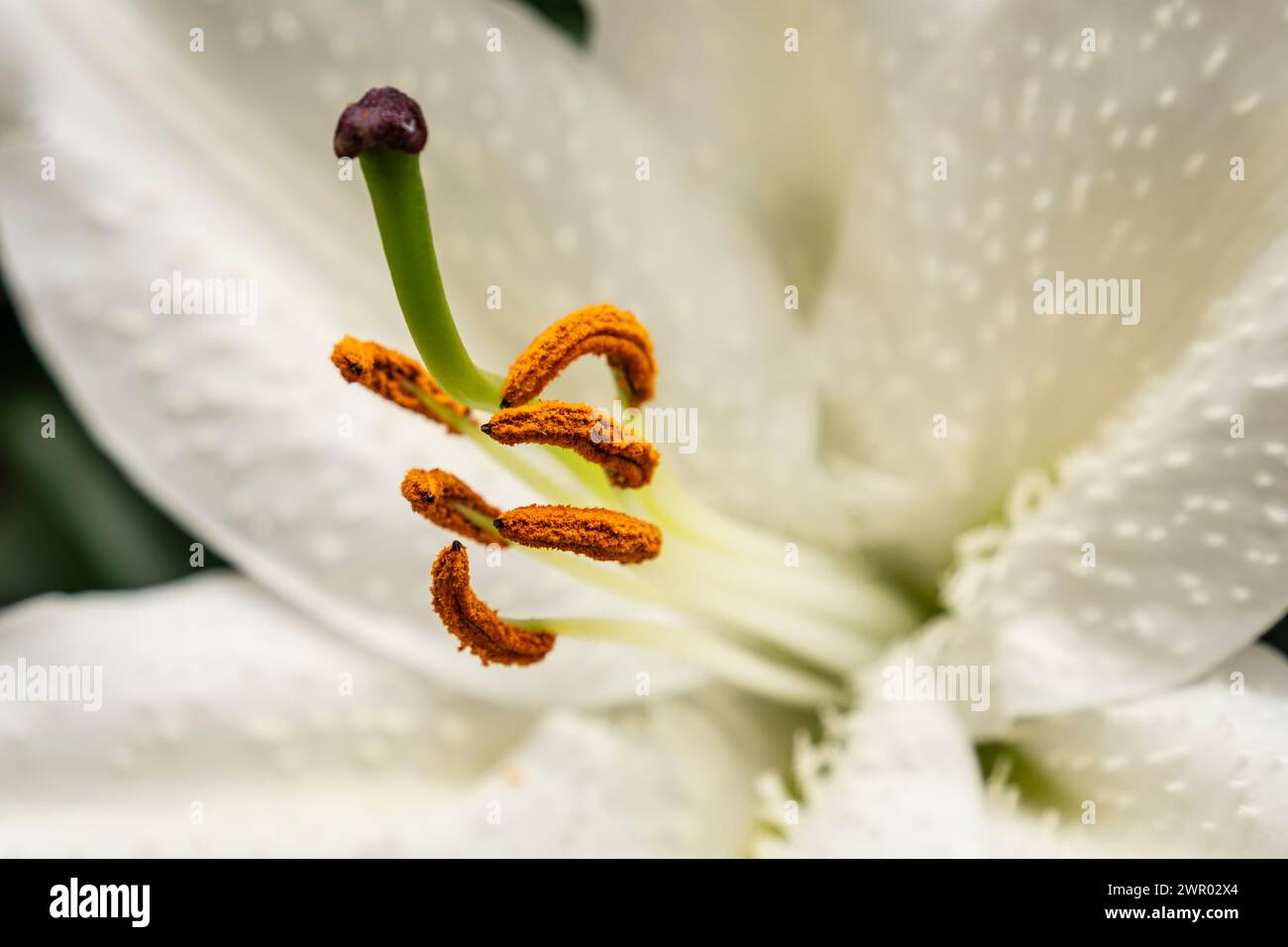 Lilies in bloom, - Lilium-, Liliaceae family, Mallorca, Spain Stock ...