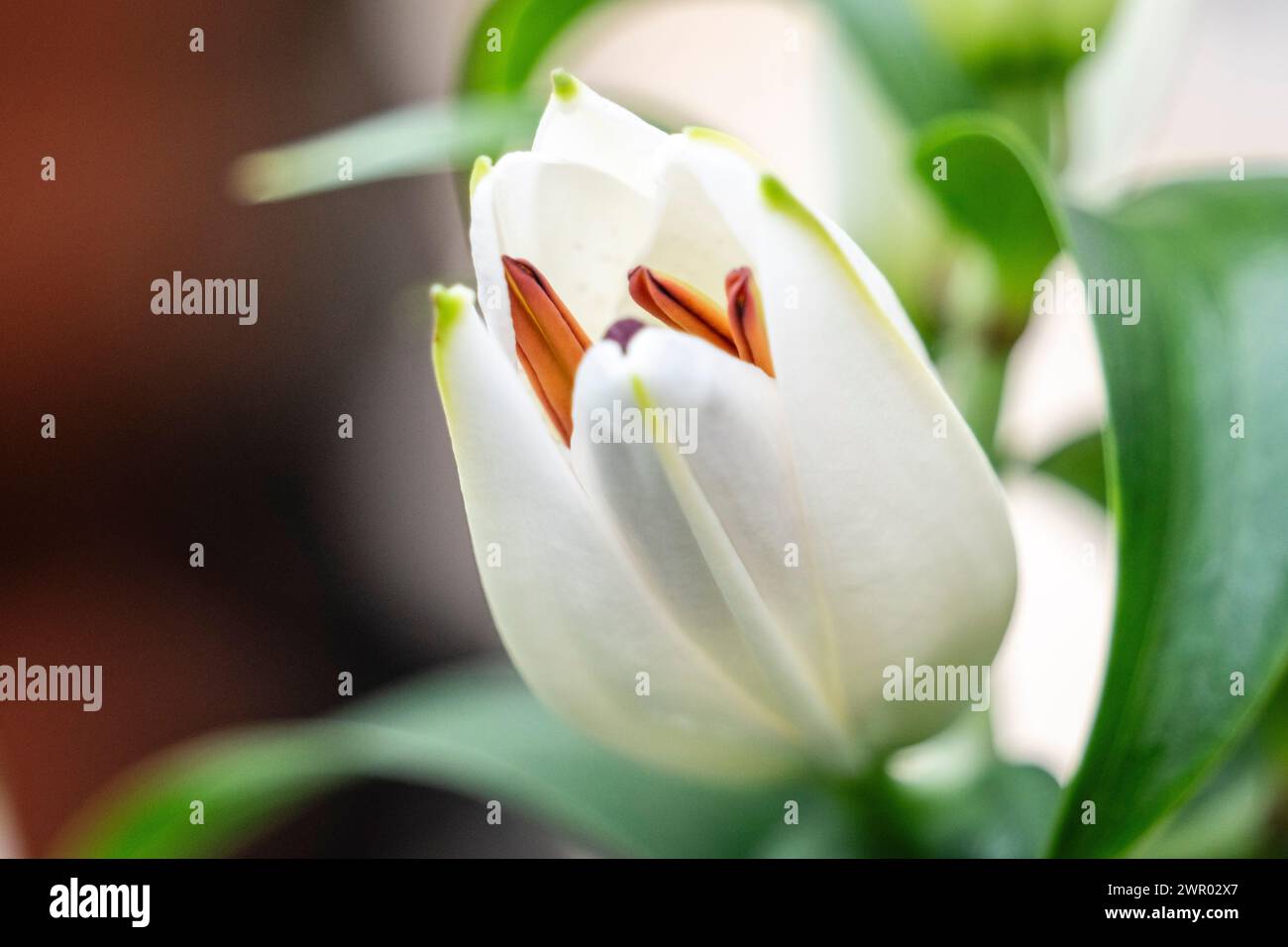 Lilies in bloom, - Lilium-, Liliaceae family, Mallorca, Spain Stock ...