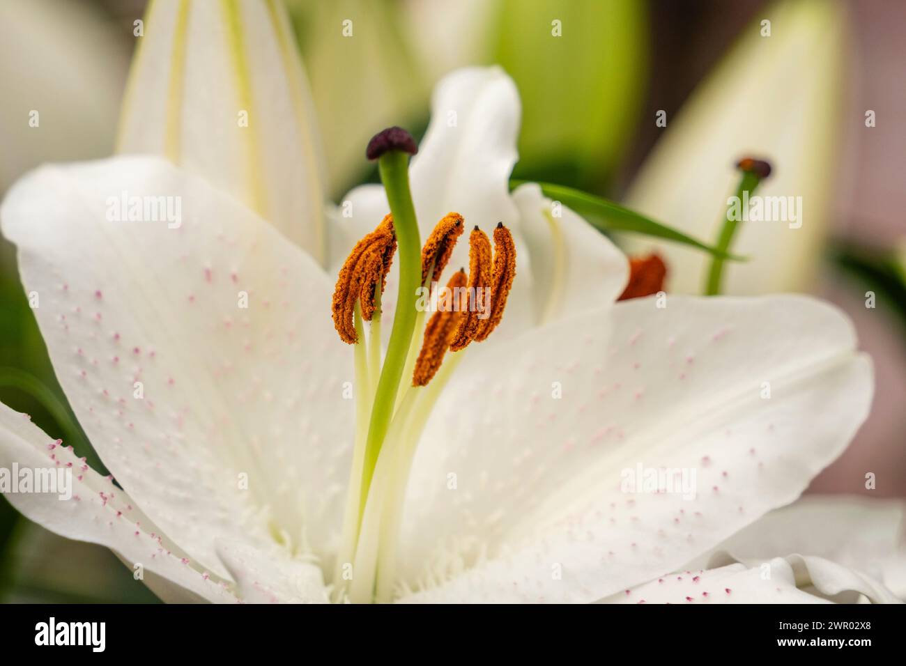 Lilies in bloom, - Lilium-, Liliaceae family, Mallorca, Spain Stock ...