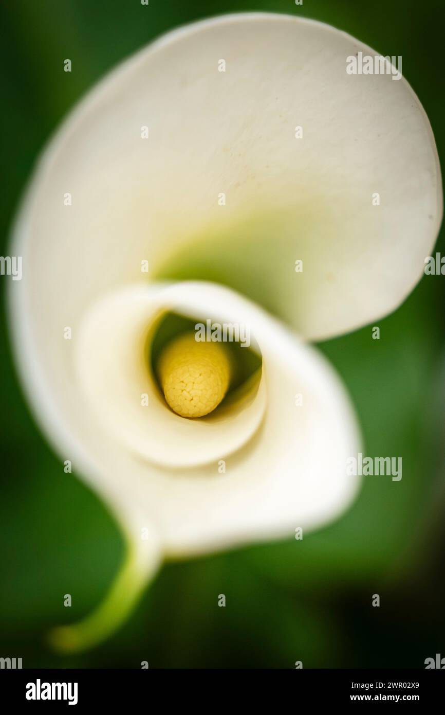 Monotypic plant genera hi-res stock photography and images - Alamy