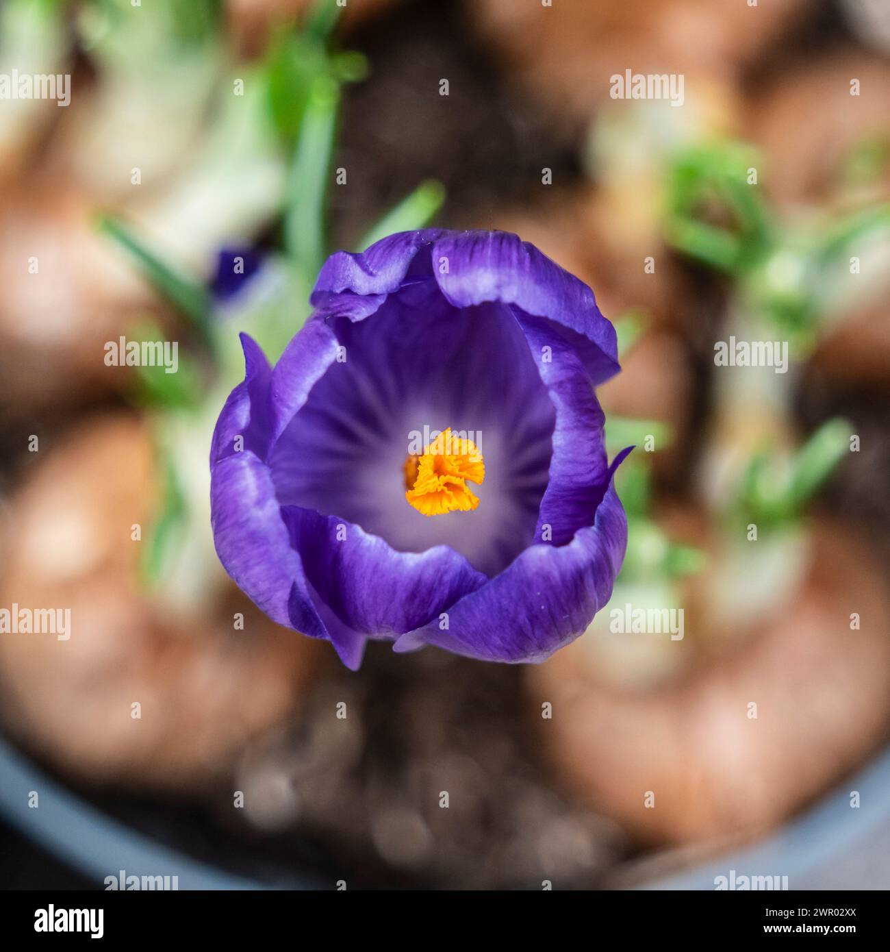 False crocus hi-res stock photography and images - Alamy
